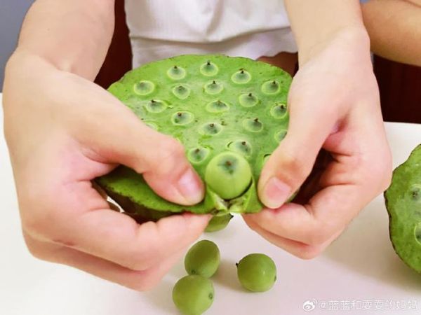 嫩莲蓬怎么吃_新鲜莲蓬怎么剥开-第2张图片-山城妙识