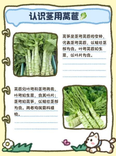 莴笋和莴苣一样吗_区别与营养价值-第1张图片-山城妙识 莴笋和莴苣一样吗_区别与营养价值-第1张图片-山城妙识