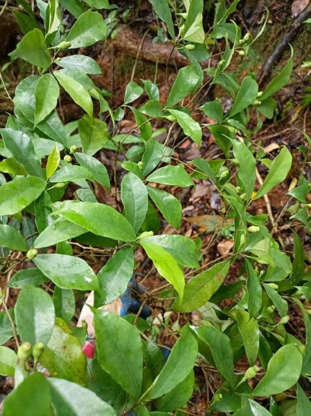 牛奶树根图片长什么样_牛奶树根有什么功效-第3张图片-山城妙识 牛奶树根图片长什么样_牛奶树根有什么功效-第3张图片-山城妙识