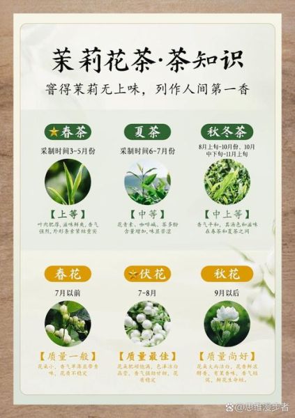 茉莉茶的功效与作用_茉莉茶能减肥吗-第1张图片-山城妙识