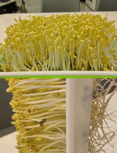 绿豆芽怎么发_绿豆芽简单做法-第2张图片-山城妙识