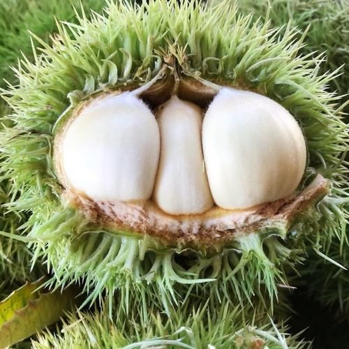 罗田板栗怎么挑选_罗田板栗多少钱一斤-第3张图片-山城妙识