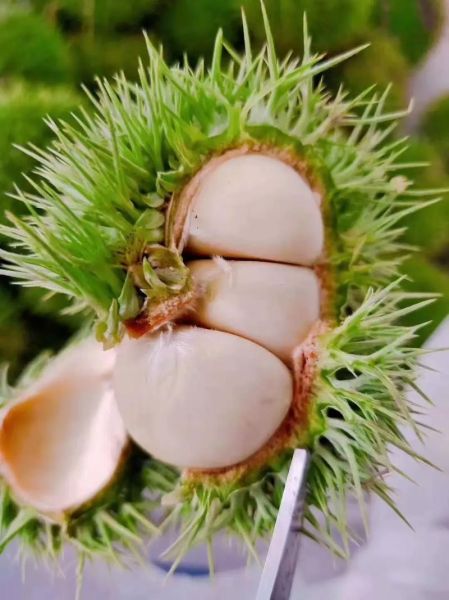 罗田板栗怎么挑选_罗田板栗多少钱一斤-第1张图片-山城妙识