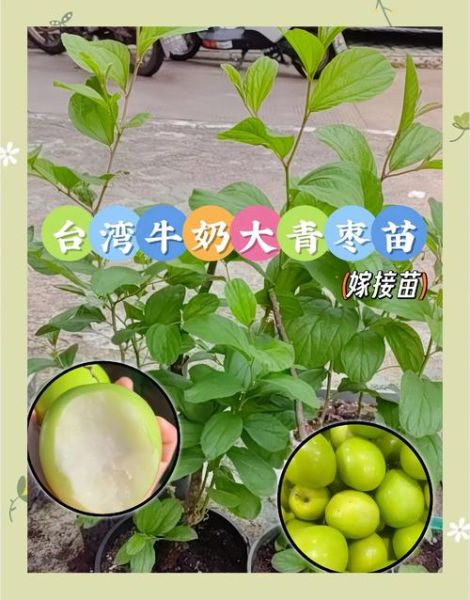 青枣主要产自哪里_青枣产地有哪些-第1张图片-山城妙识