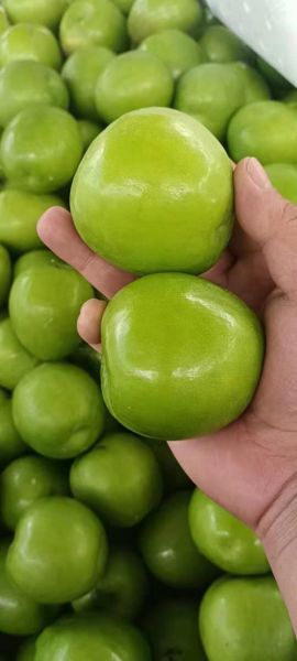 青枣主要产自哪里_青枣产地有哪些-第2张图片-山城妙识