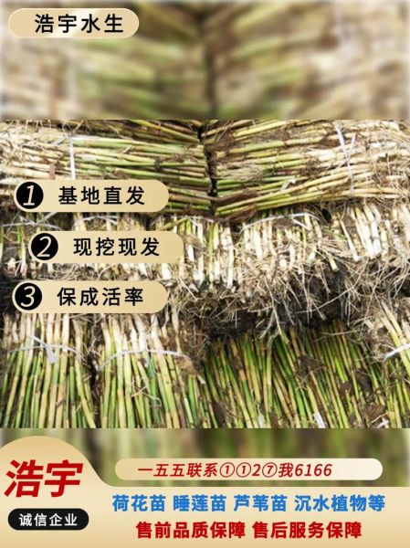 芦苇苗图片怎么识别_芦苇苗价格多少钱一株-第1张图片-山城妙识