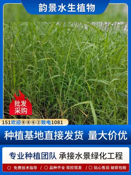 芦苇苗图片怎么识别_芦苇苗价格多少钱一株-第2张图片-山城妙识