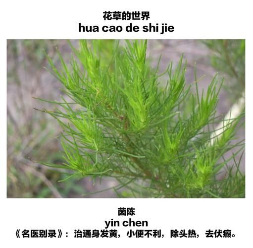 野生茵陈草图片_如何辨别真假-第2张图片-山城妙识