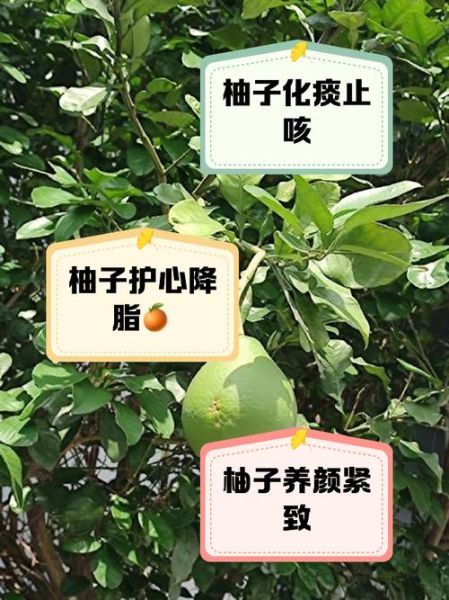 柚子降火吗_柚子有哪些功效与作用-第3张图片-山城妙识 柚子降火吗_柚子有哪些功效与作用-第3张图片-山城妙识