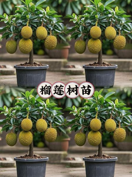 榴莲树苗怎么种植_榴莲树苗多久结果-第2张图片-山城妙识