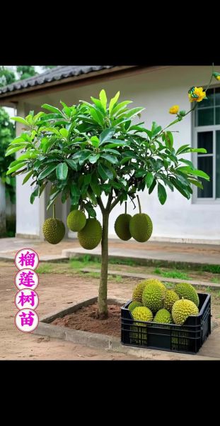 榴莲树苗怎么种植_榴莲树苗多久结果-第1张图片-山城妙识