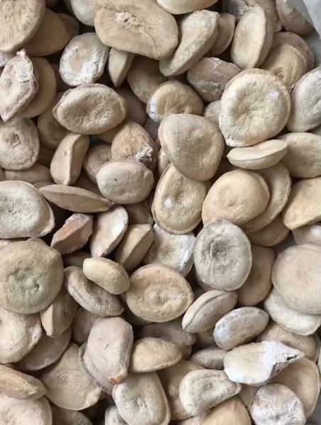 马钱子图片大全大图_马钱子长什么样-第1张图片-山城妙识