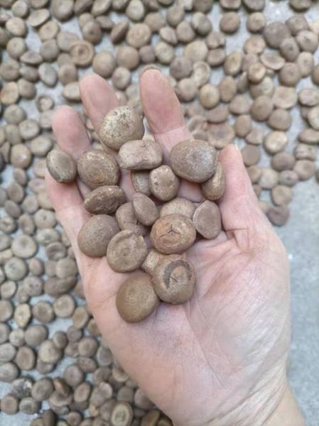 马钱子图片大全大图_马钱子长什么样-第2张图片-山城妙识