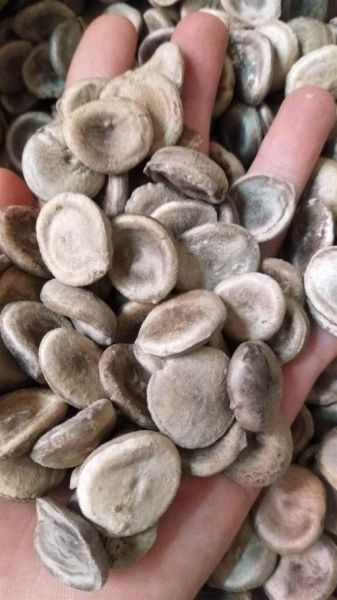 马钱子图片大全大图_马钱子长什么样-第3张图片-山城妙识