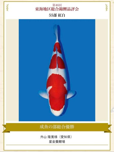 锦鲤26个品种有哪些_如何区分红白与昭和-第1张图片-山城妙识 锦鲤26个品种有哪些_如何区分红白与昭和-第1张图片-山城妙识