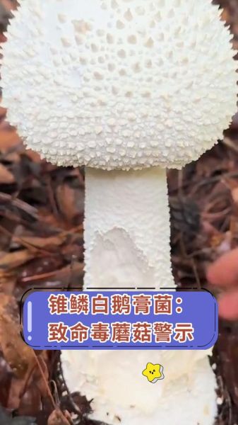 白色能吃的野生蘑菇有哪些_如何分辨可食用白蘑菇-第2张图片-山城妙识 白色能吃的野生蘑菇有哪些_如何分辨可食用白蘑菇-第2张图片-山城妙识