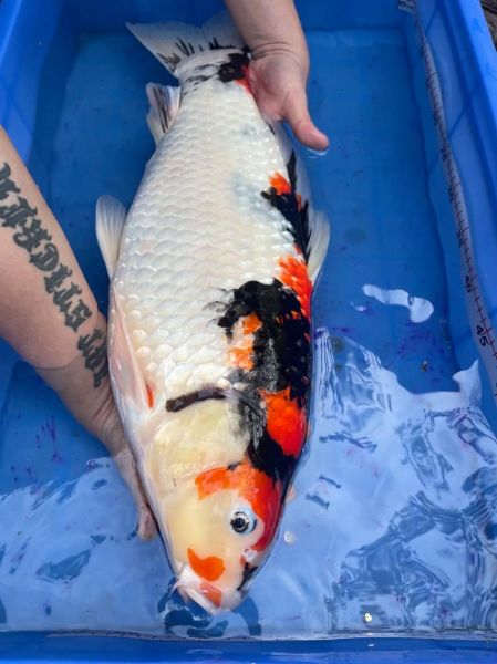 锦鲤26个品种有哪些_如何区分红白与昭和-第2张图片-山城妙识 锦鲤26个品种有哪些_如何区分红白与昭和-第2张图片-山城妙识