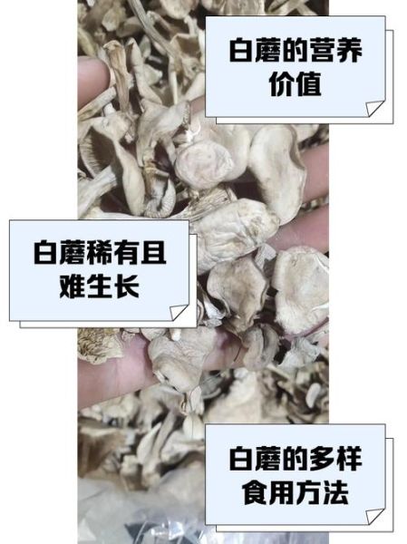 白色能吃的野生蘑菇有哪些_如何分辨可食用白蘑菇-第1张图片-山城妙识 白色能吃的野生蘑菇有哪些_如何分辨可食用白蘑菇-第1张图片-山城妙识
