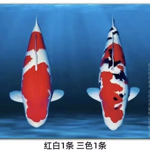 锦鲤26个品种有哪些_如何区分红白与昭和-第3张图片-山城妙识 锦鲤26个品种有哪些_如何区分红白与昭和-第3张图片-山城妙识