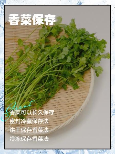 香菜怎么保存新鲜_香菜种植方法-第1张图片-山城妙识 香菜怎么保存新鲜_香菜种植方法-第1张图片-山城妙识