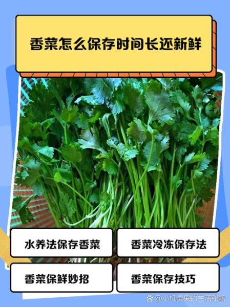 香菜怎么保存新鲜_香菜种植方法-第2张图片-山城妙识 香菜怎么保存新鲜_香菜种植方法-第2张图片-山城妙识
