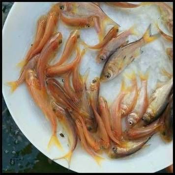 鲢鱼苗怎么孵化_鲢鱼孵化水温多少合适-第2张图片-山城妙识