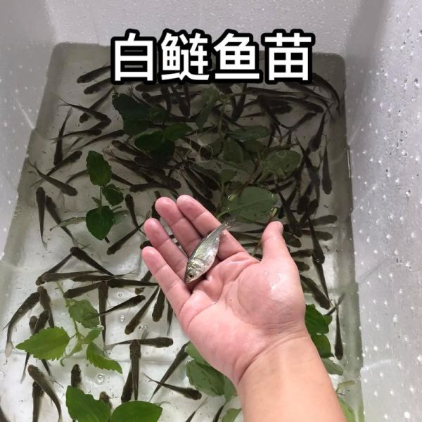 鲢鱼苗怎么孵化_鲢鱼孵化水温多少合适-第1张图片-山城妙识