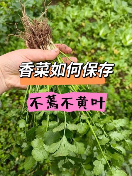 香菜怎么保存新鲜_香菜种植方法-第3张图片-山城妙识 香菜怎么保存新鲜_香菜种植方法-第3张图片-山城妙识