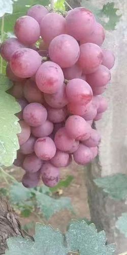 红提产地在哪里_红提哪个地方最正宗-第2张图片-山城妙识