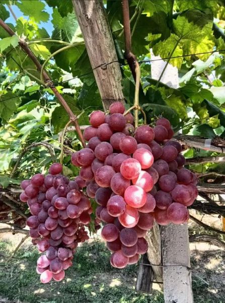 红提产地在哪里_红提哪个地方最正宗-第1张图片-山城妙识