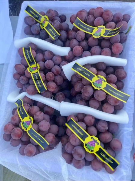 红提产地在哪里_红提哪个地方最正宗-第3张图片-山城妙识