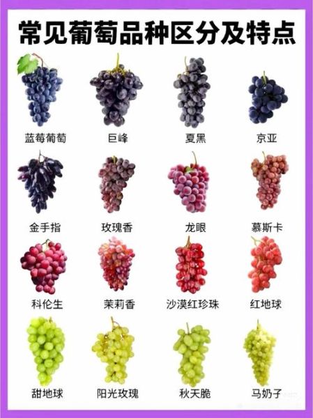 葡萄品种有哪些_18大葡萄品种区别-第1张图片-山城妙识 葡萄品种有哪些_18大葡萄品种区别-第1张图片-山城妙识