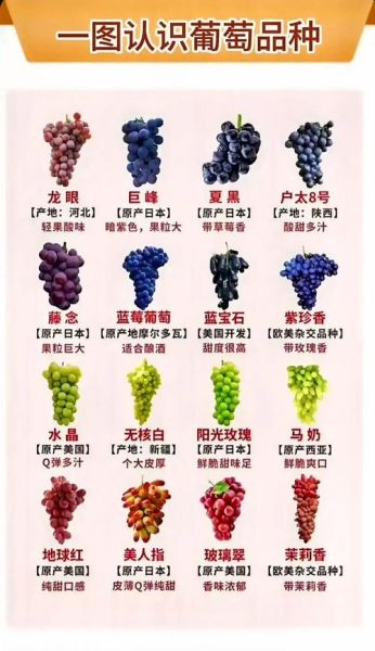 葡萄品种有哪些_18大葡萄品种区别-第2张图片-山城妙识 葡萄品种有哪些_18大葡萄品种区别-第2张图片-山城妙识