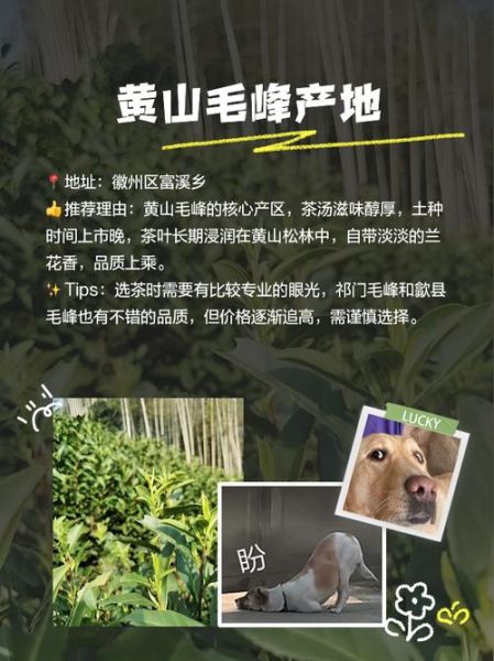 安徽师大特产有哪些_师大校园伴手礼推荐-第1张图片-山城妙识