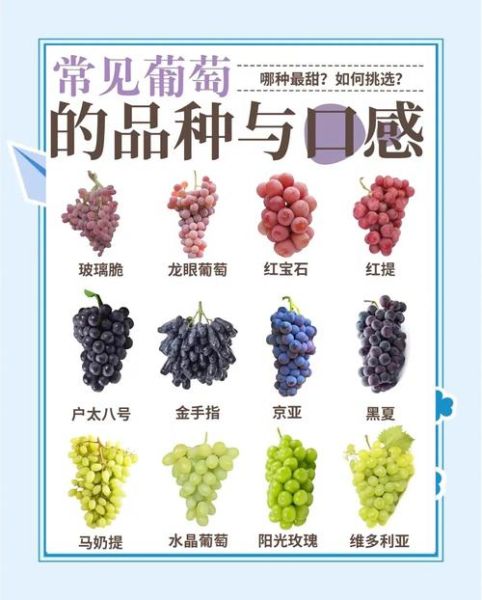 葡萄品种有哪些_18大葡萄品种区别-第3张图片-山城妙识 葡萄品种有哪些_18大葡萄品种区别-第3张图片-山城妙识