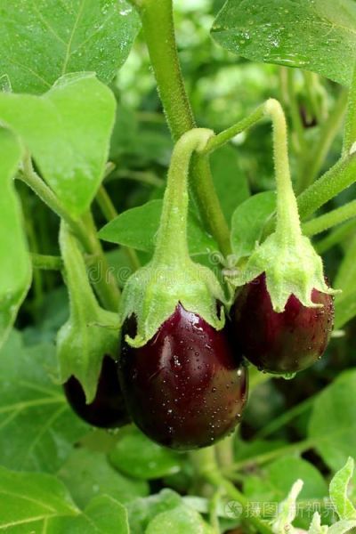 茄子年轻时候照片_茄子青涩旧照在哪里看-第2张图片-山城妙识 茄子年轻时候照片_茄子青涩旧照在哪里看-第2张图片-山城妙识