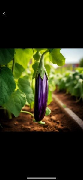 茄子年轻时候照片_茄子青涩旧照在哪里看-第1张图片-山城妙识 茄子年轻时候照片_茄子青涩旧照在哪里看-第1张图片-山城妙识