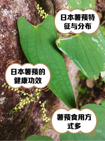 薯蓣的功效与作用_薯蓣怎么吃最好-第2张图片-山城妙识