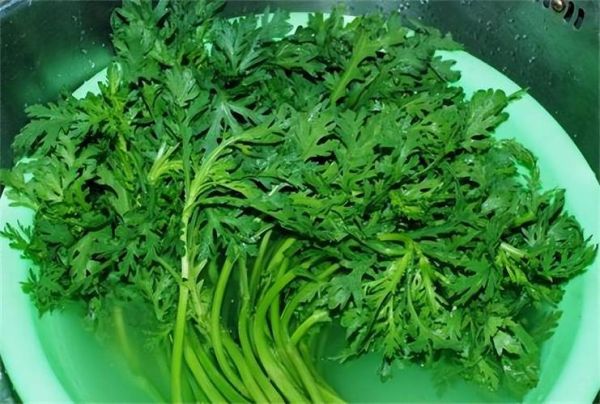 雪里红的功效与作用禁忌_什么人不能吃-第3张图片-山城妙识