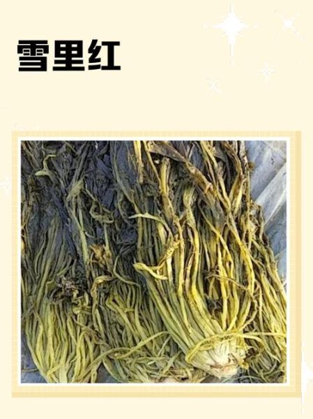 雪里红的功效与作用禁忌_什么人不能吃-第2张图片-山城妙识