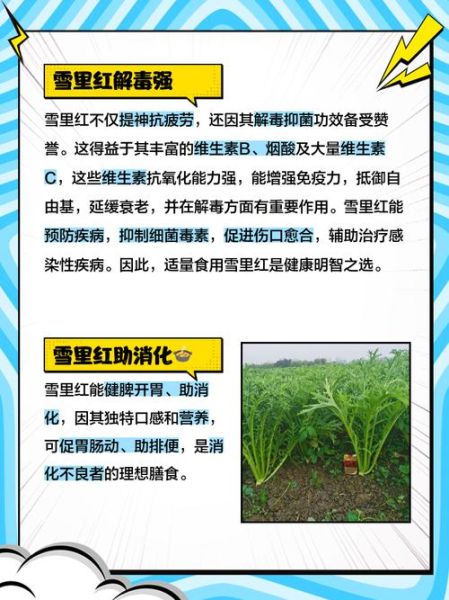 雪里红的功效与作用禁忌_什么人不能吃-第1张图片-山城妙识