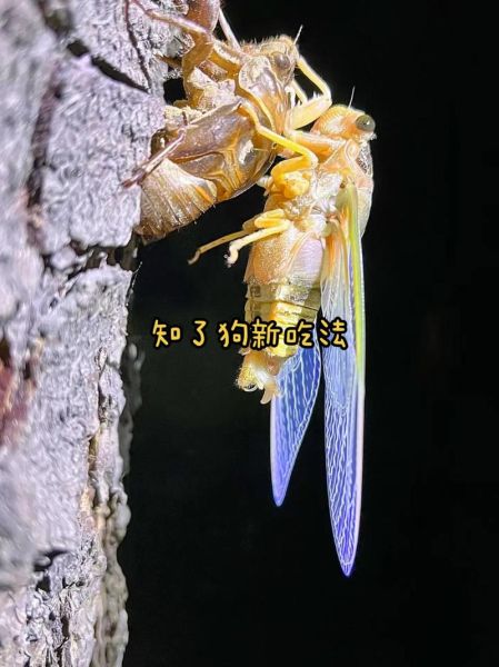 知了怎么吃_知了怎么吃才安全-第3张图片-山城妙识