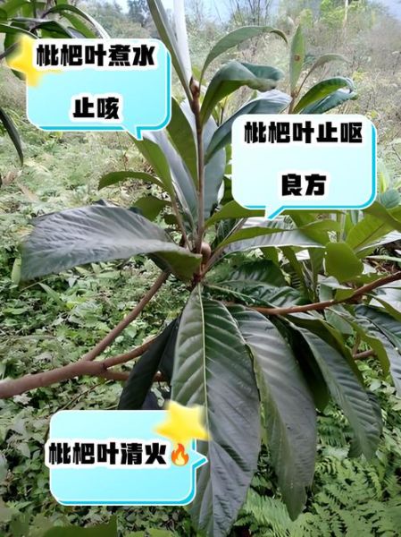 枇杷叶煮水治咳嗽_为什么越喝越咳-第1张图片-山城妙识