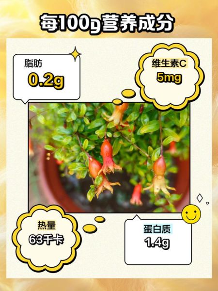 珍珠石榴的营养价值_珍珠石榴的功效与作用-第1张图片-山城妙识 珍珠石榴的营养价值_珍珠石榴的功效与作用-第1张图片-山城妙识