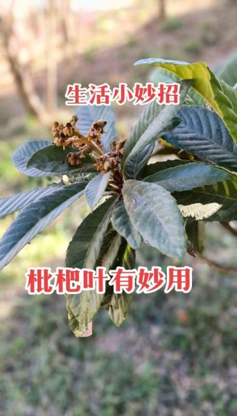 枇杷叶煮水治咳嗽_为什么越喝越咳-第3张图片-山城妙识
