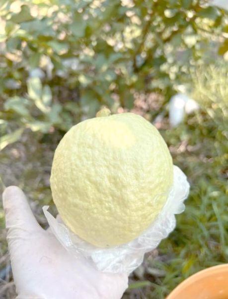 珍珠石榴的营养价值_珍珠石榴的功效与作用-第3张图片-山城妙识 珍珠石榴的营养价值_珍珠石榴的功效与作用-第3张图片-山城妙识