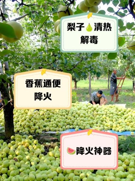 败火水果有哪些_败火水果怎么吃最有效-第2张图片-山城妙识