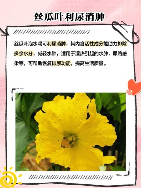 丝瓜叶的功效与作用有哪些_丝瓜叶能直接泡水喝吗-第1张图片-山城妙识