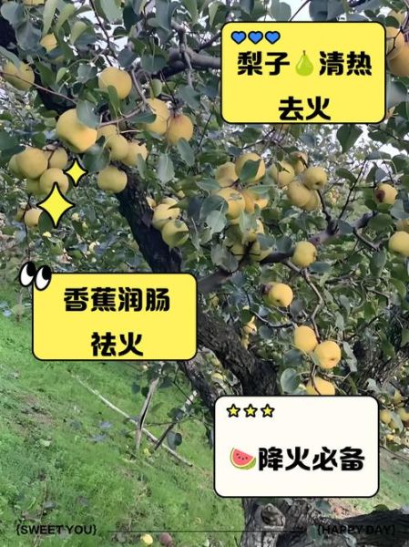 败火水果有哪些_败火水果怎么吃最有效-第3张图片-山城妙识