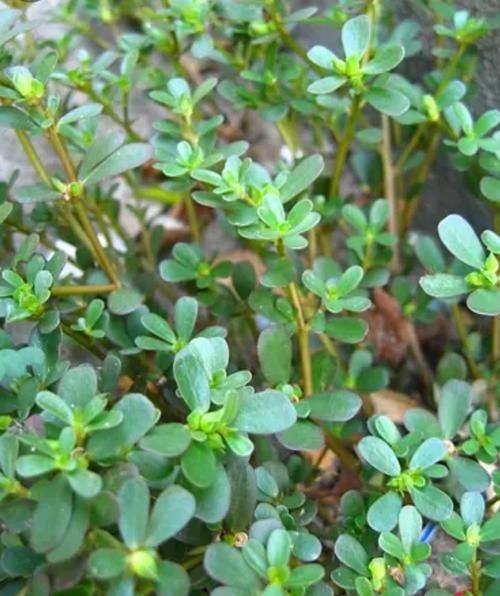 马齿苋能激活癌细胞吗_马齿苋致癌是真的吗-第2张图片-山城妙识 马齿苋能激活癌细胞吗_马齿苋致癌是真的吗-第2张图片-山城妙识